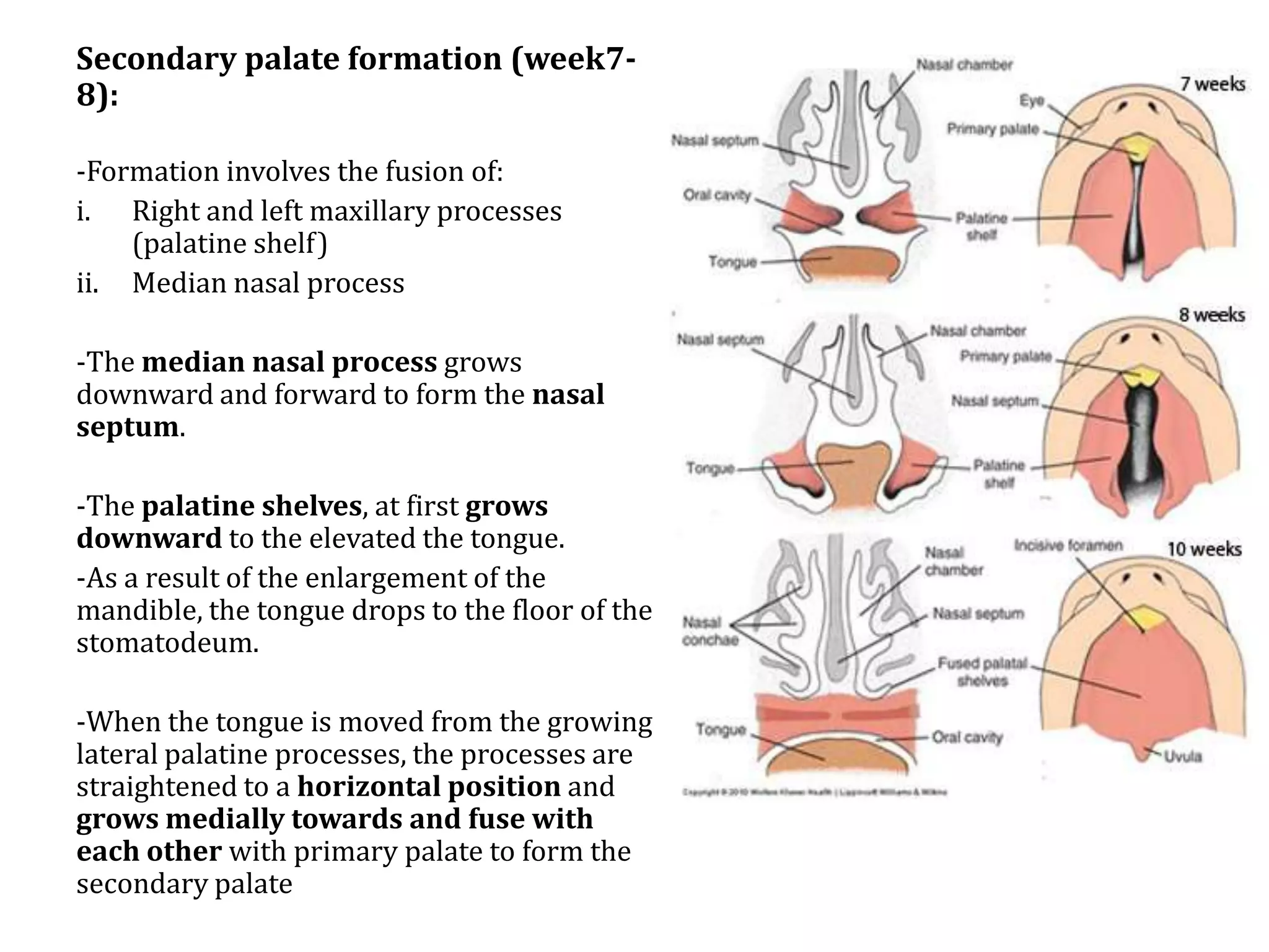 Face development of a fetus | PPTX