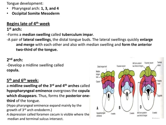 Face development of a fetus | PPT