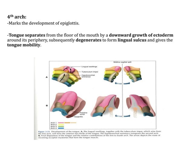 Face development of a fetus | PPT
