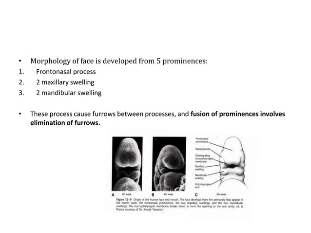 Face development of a fetus | PPT