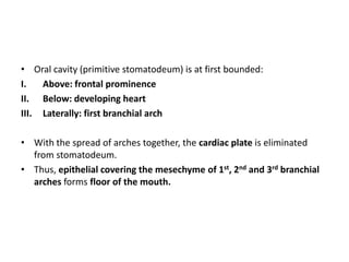 Face development of a fetus | PPTX