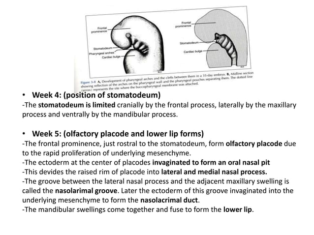Face development of a fetus | PPT