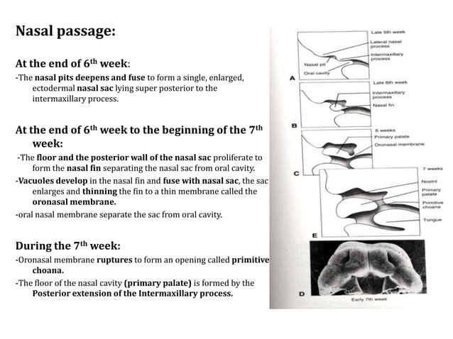 Face development of a fetus | PPT