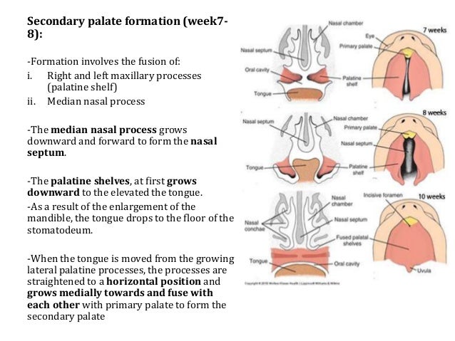 Face development of a fetus