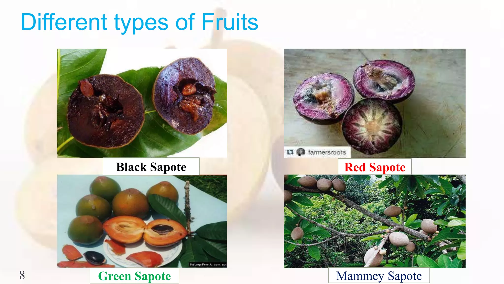 Production technology-of-chiku/Sapota.pptx- | PPTX