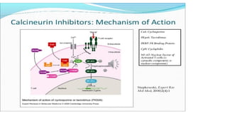 Antirejection medication | PDF