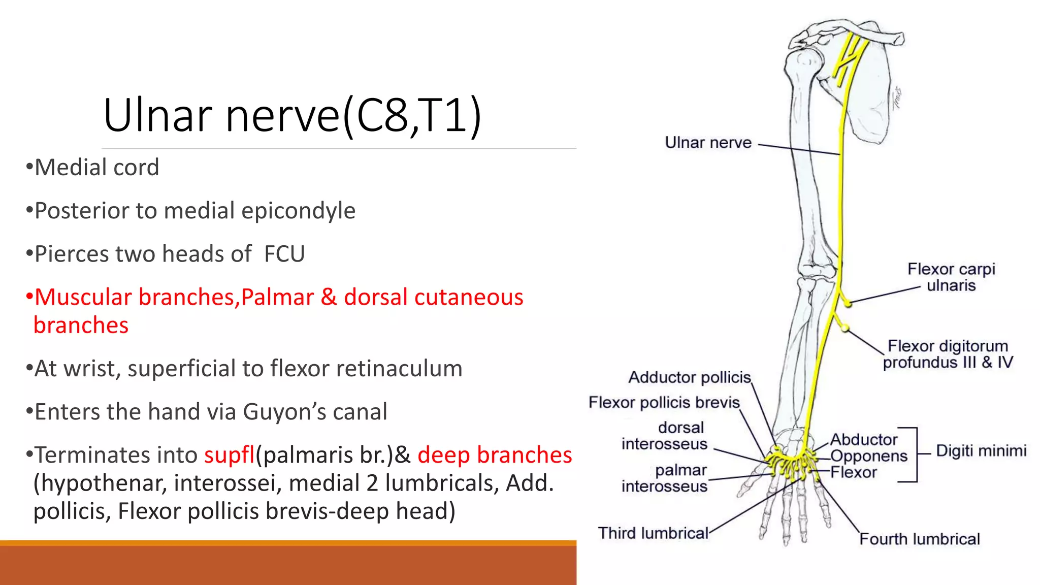 Deformities in leprosy Dr Manasa Shettisara Janney | PPTX