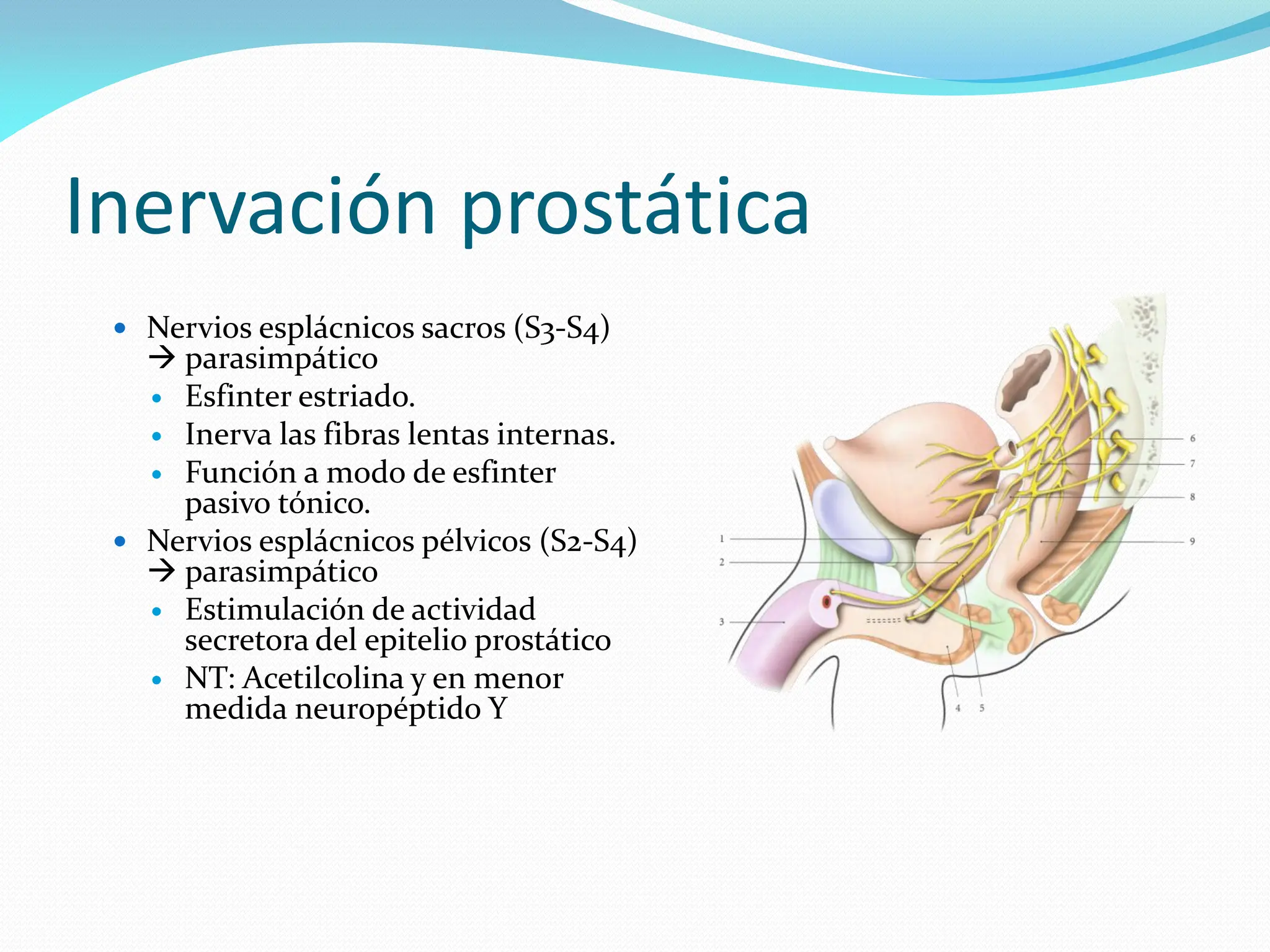 anatomia e irrigacion de la prostata del doctor carballo | PDF