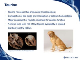 How Do Dogs Synthesize Taurine