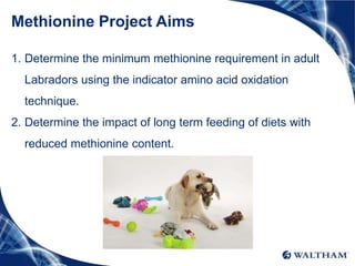 How Do Dogs Synthesize Taurine