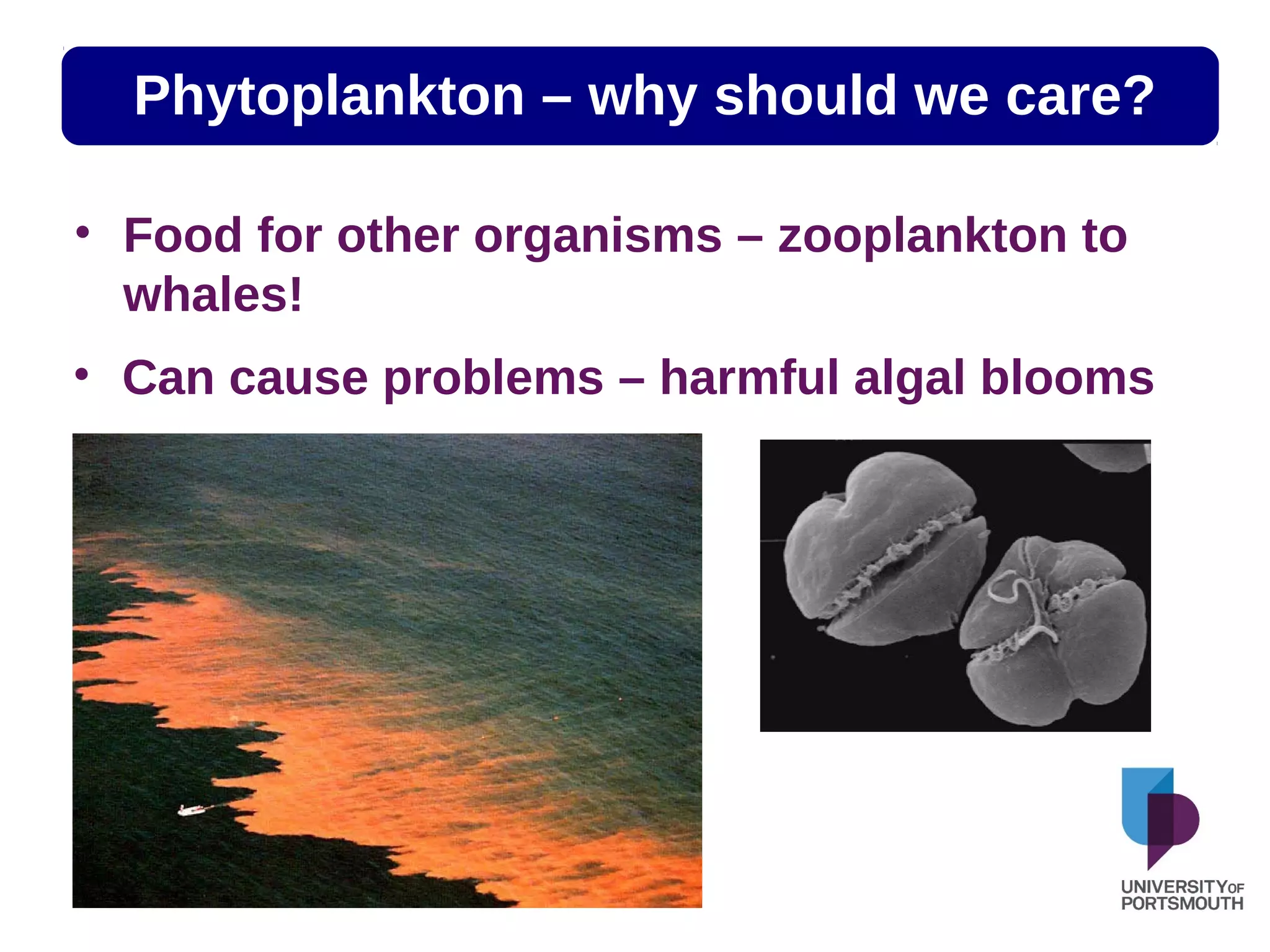 Dr Michelle Hale - Importance Of Marine Phytoplankton In Controlling ...