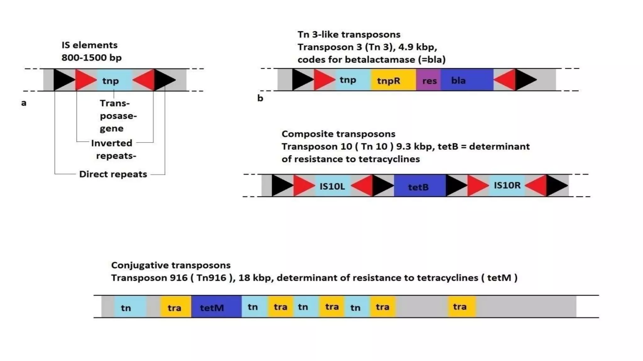 Multidrug Resistant Oraganisms (MDRO) infection control | PPTX