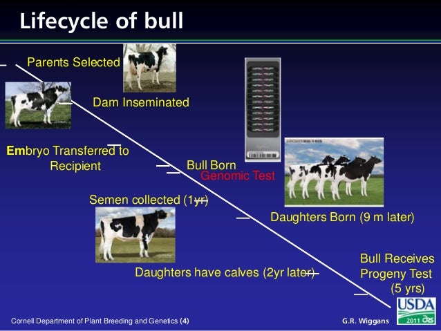 Genomic Selection in Dairy Cattle