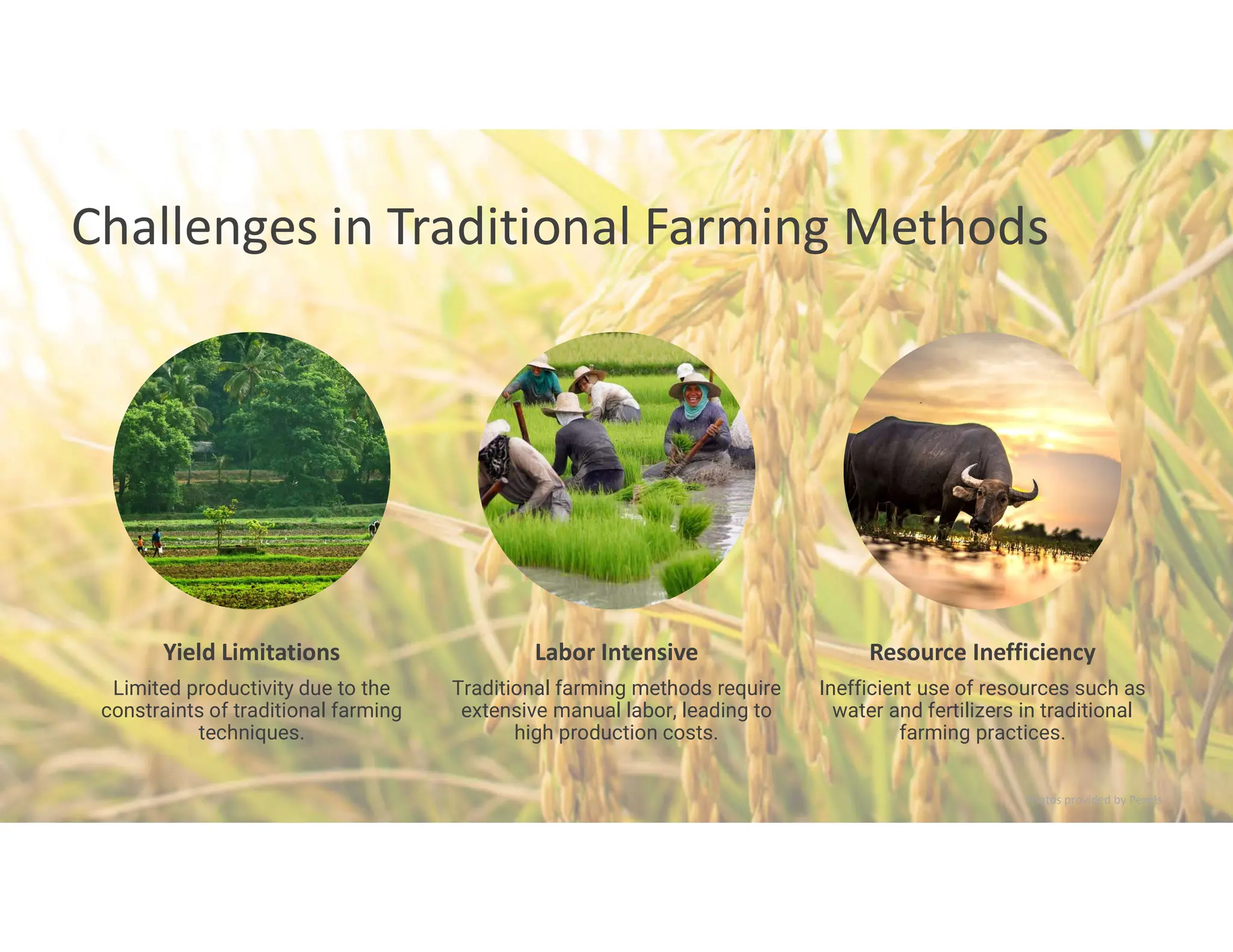 Use of Drones in Rice Production and its effects | PDF