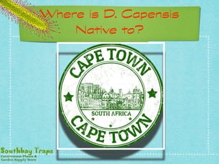 Carnivorous Plant | Sundew - Drosera Capensis Introduction | PDF