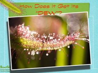 Carnivorous Plant | Sundew - Drosera Capensis Introduction | PDF
