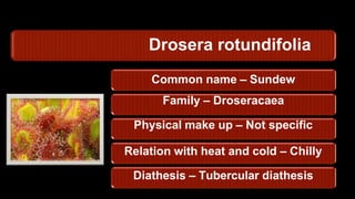 Drosera fvifusudixsd jdydkfjsududidyty.pptx