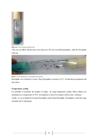 Drosophila - Laboratory Report 1 | DOCX