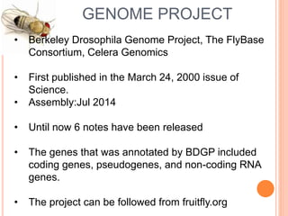 Drosophila melanogaster (genome analysis) | PPTX