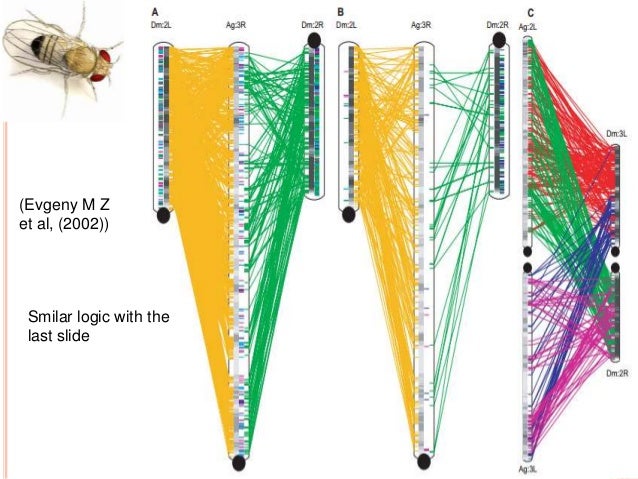 Drosophila melanogaster (genome analysis)