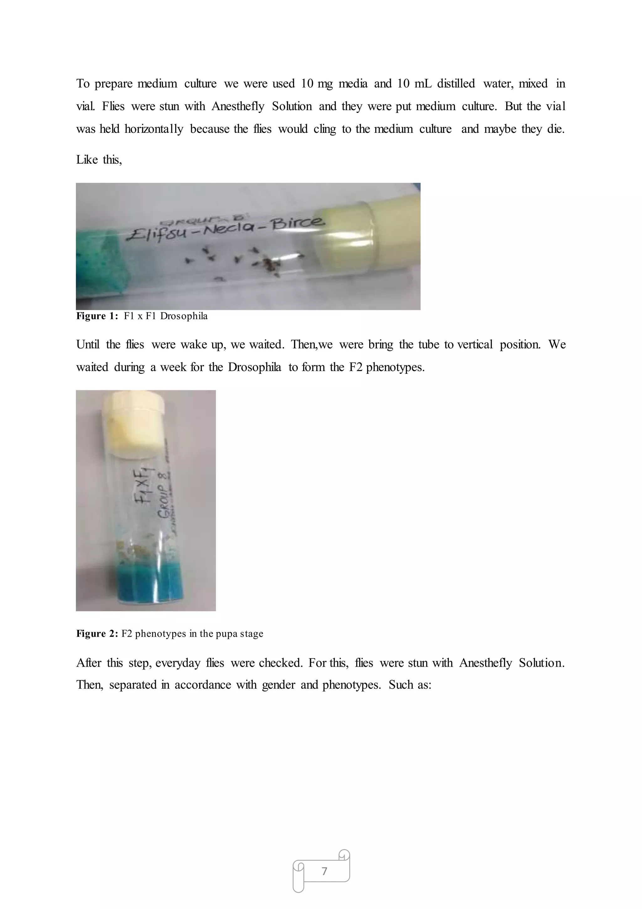 Drosophila - Laboratory Report 2 | DOCX