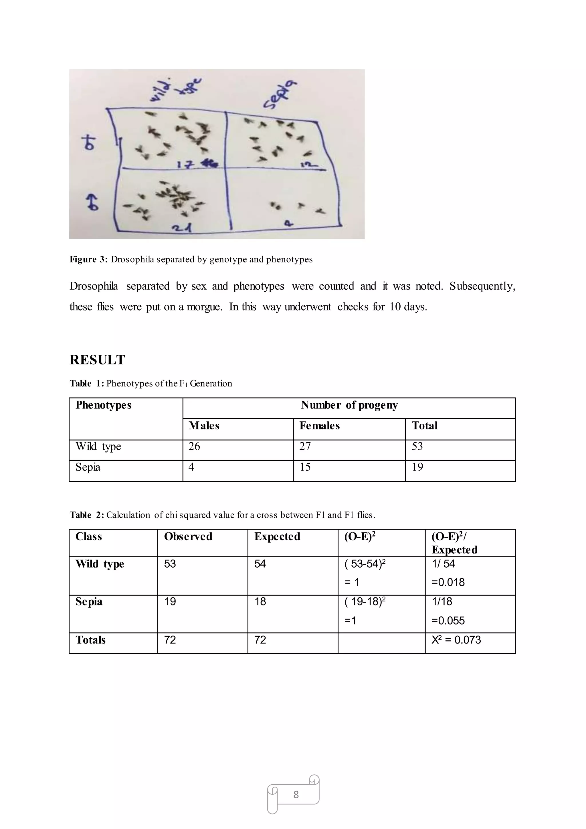 Drosophila - Laboratory Report 2 | DOCX