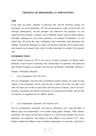 Drosophila - Laboratory Report 2 | DOCX