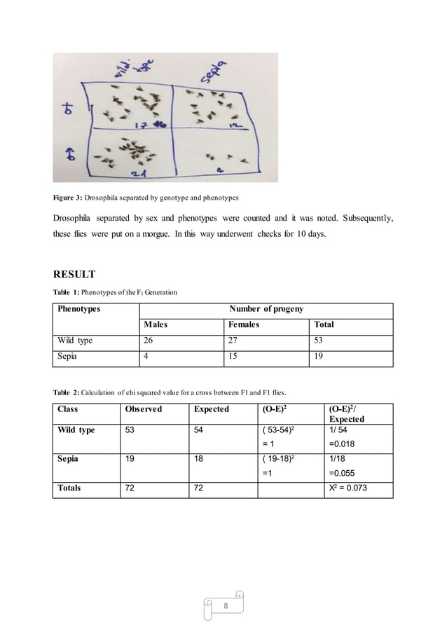 Drosophila - Laboratory Report 2 | DOCX