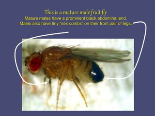 drosophila1234444444444555555566666.pptx