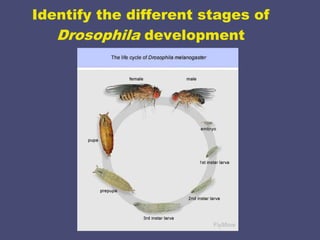 drosophila1234444444444555555566666.pptx