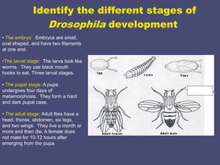 drosophila1234444444444555555566666.pptx