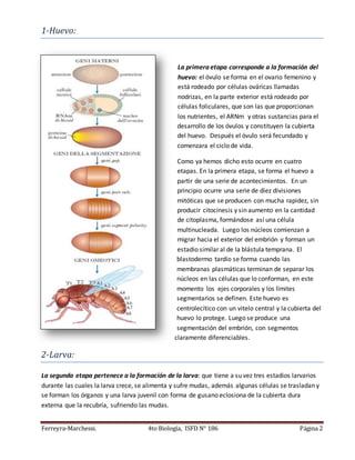 Drosophila Ferreyra-Marchessir | DOCX