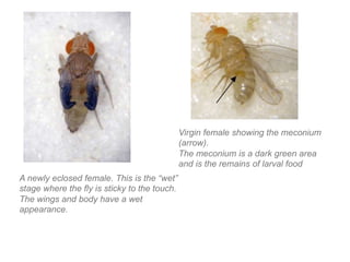 Drosophila | PPTX