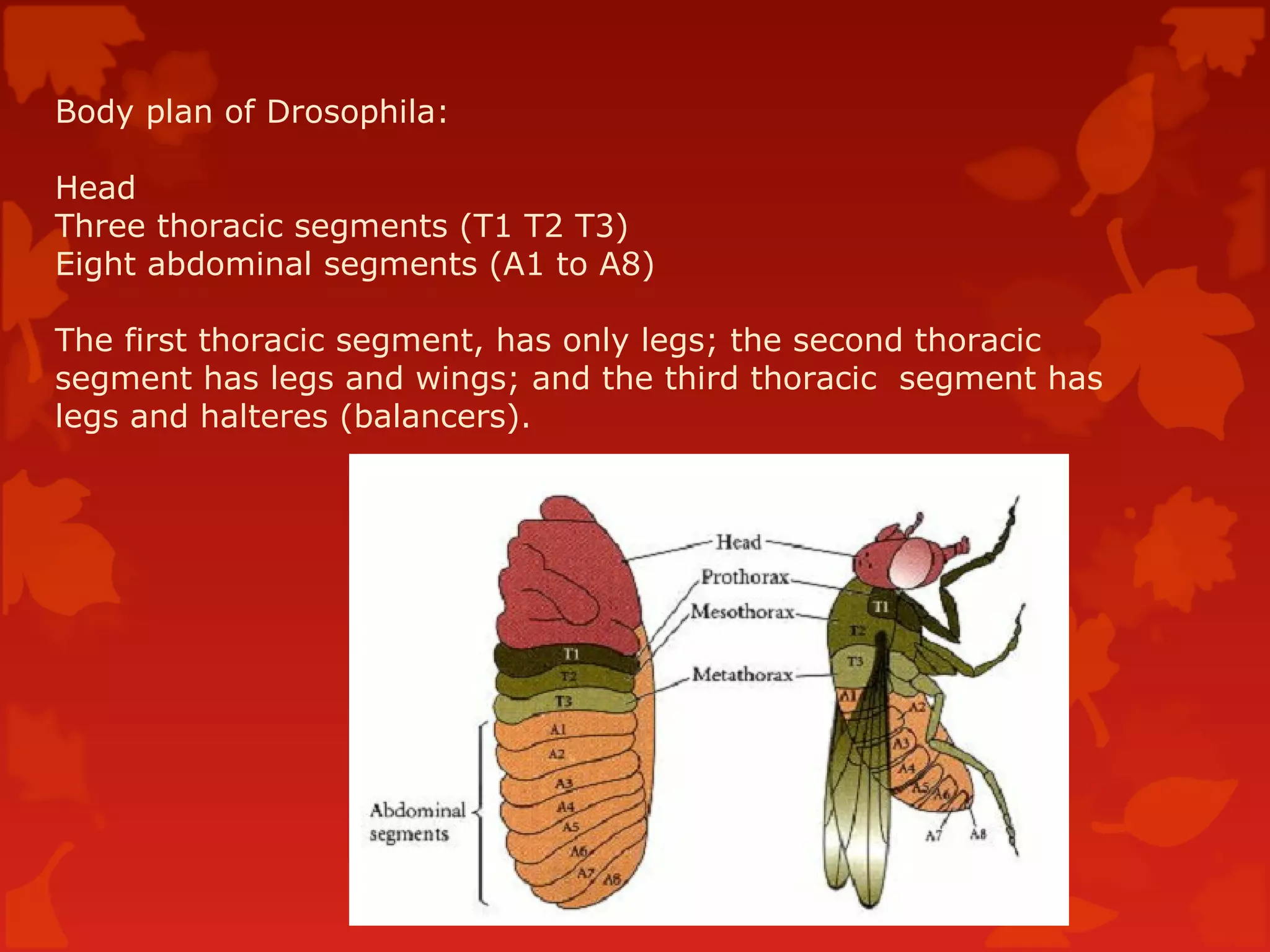 Drosophila development | PPT