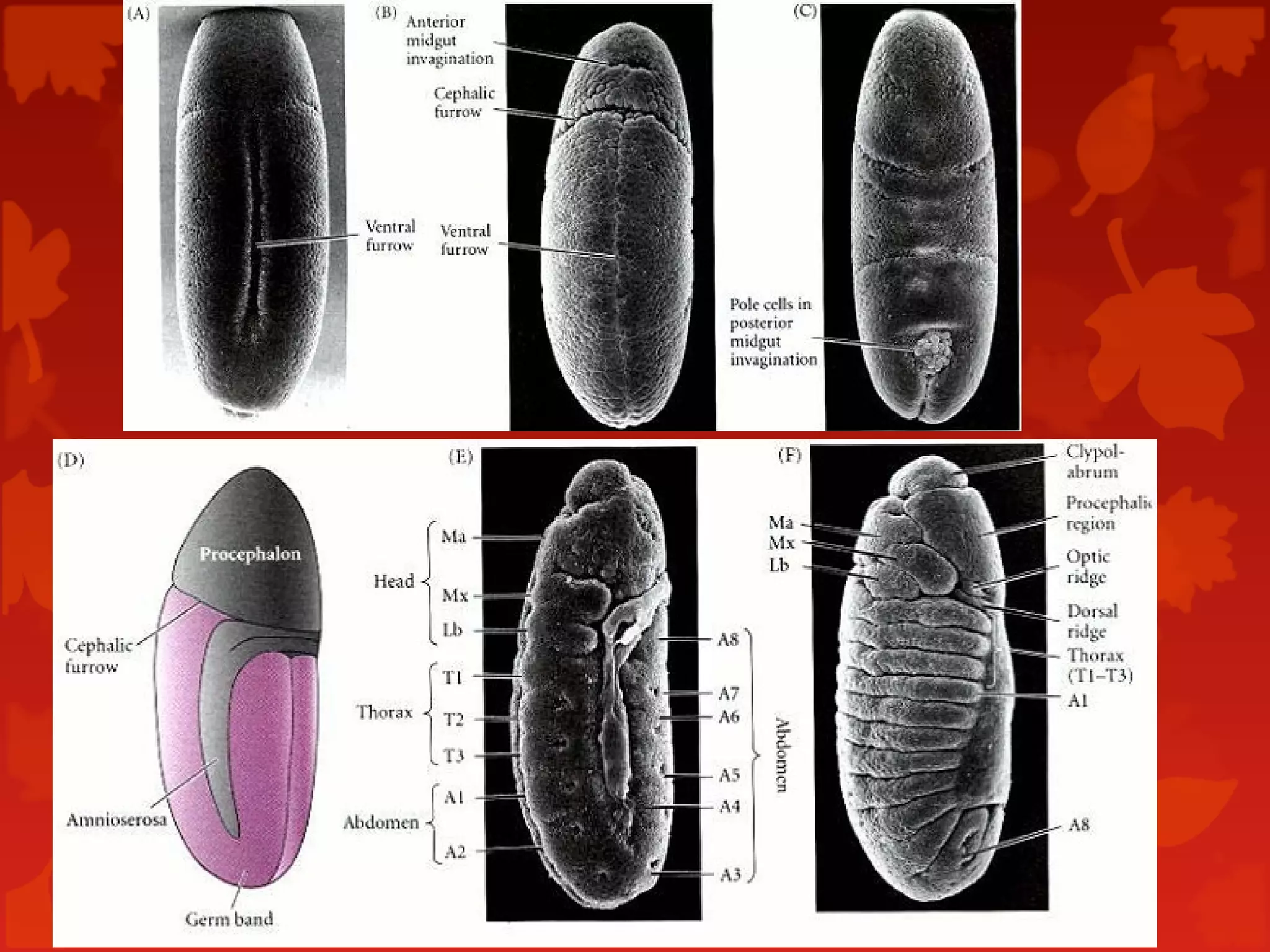 Drosophila development | PPT