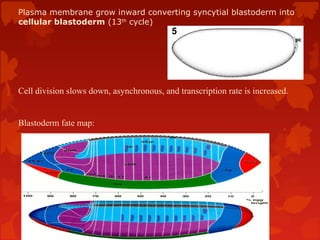 Drosophila development | PPT