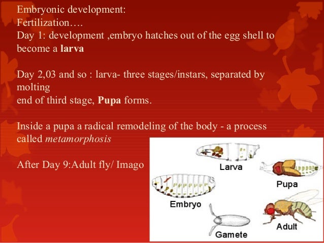 Drosophila development