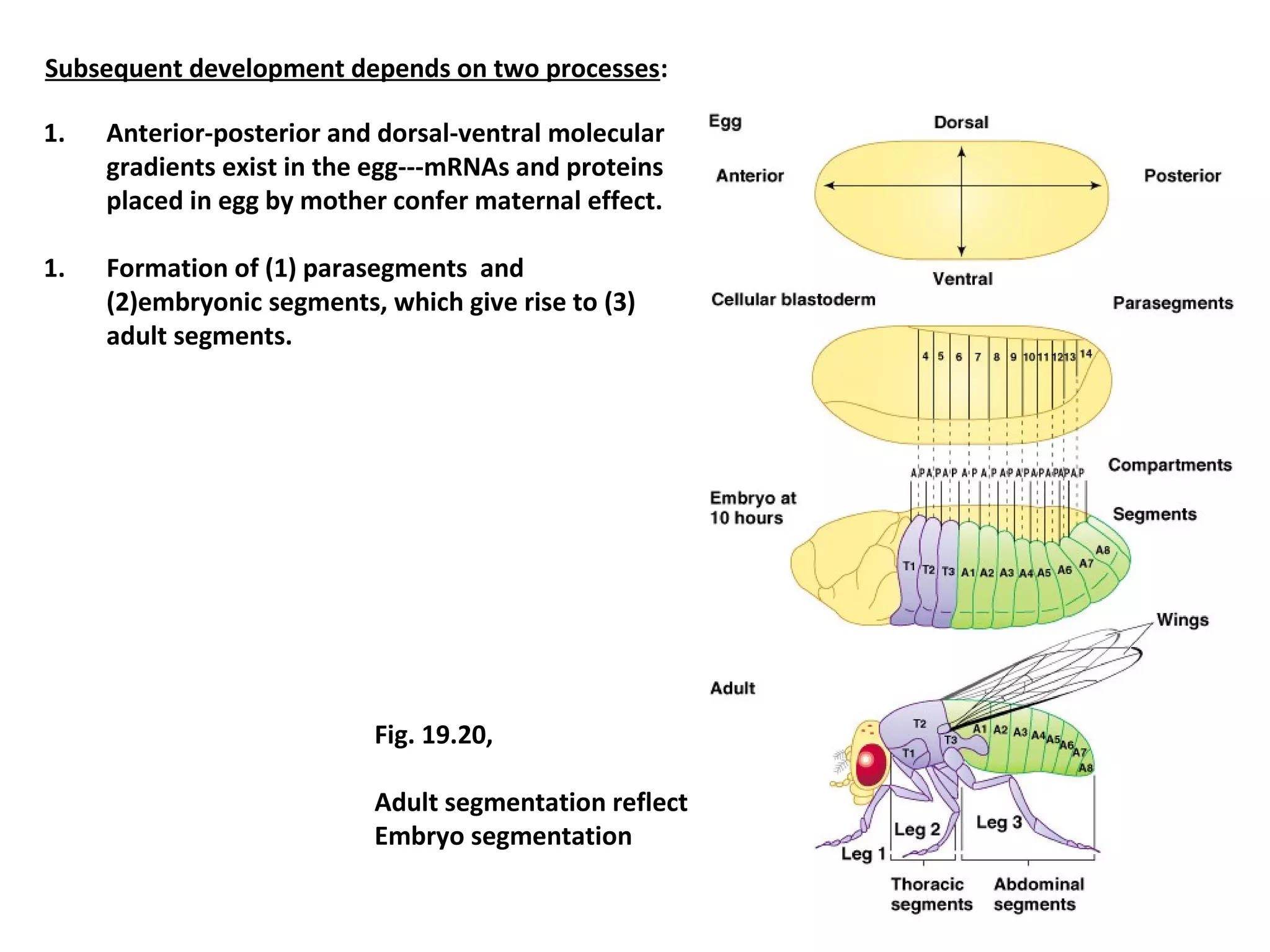 Drosophila Melanogaster Genome And its developmental process | PPT