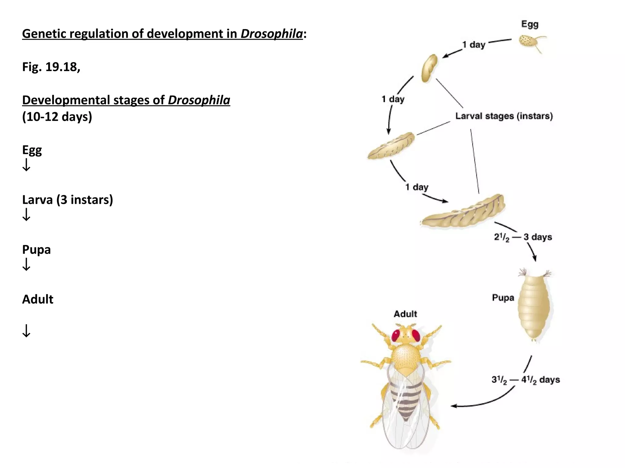 Drosophila Melanogaster Genome And its developmental process | PPT