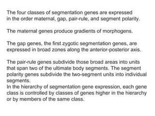 Drosophila Melanogaster Genome And its developmental process | PPT