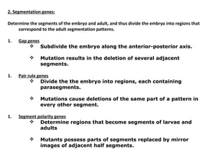 Drosophila Melanogaster Genome And its developmental process | PPT