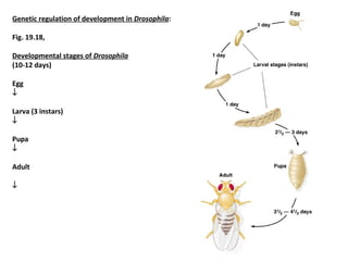 Drosophila Melanogaster Genome And its developmental process | PPT
