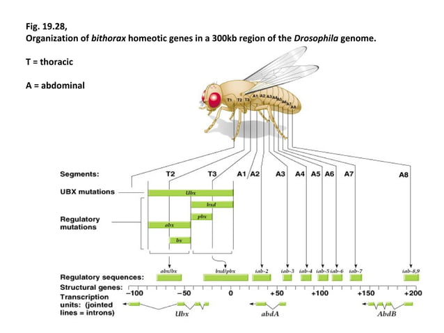 Drosophila Melanogaster Genome And its developmental process | PPT