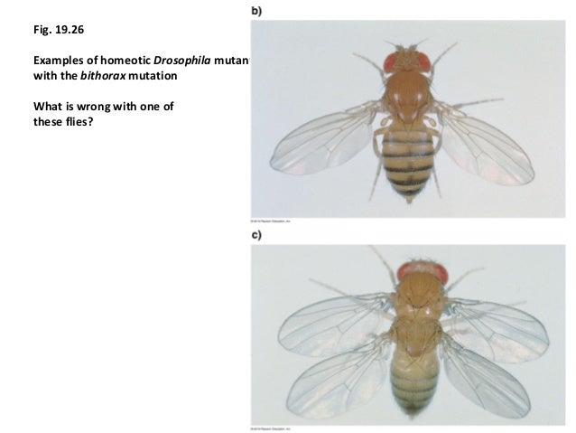 Drosophila Melanogaster Genome And its developmental process
