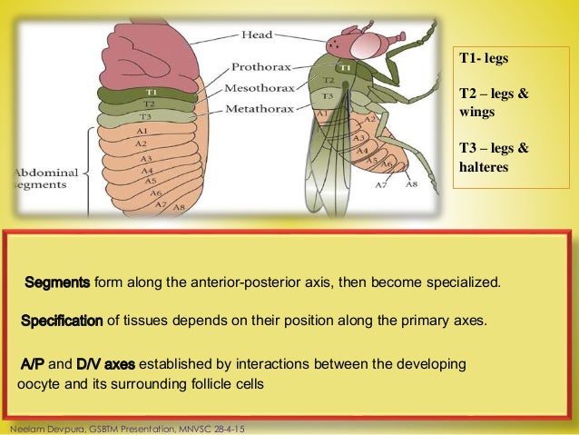 Drosophila lecture