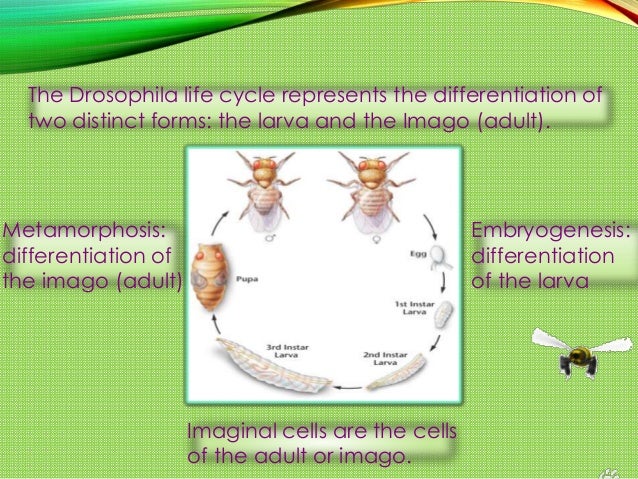 Drosophila lecture