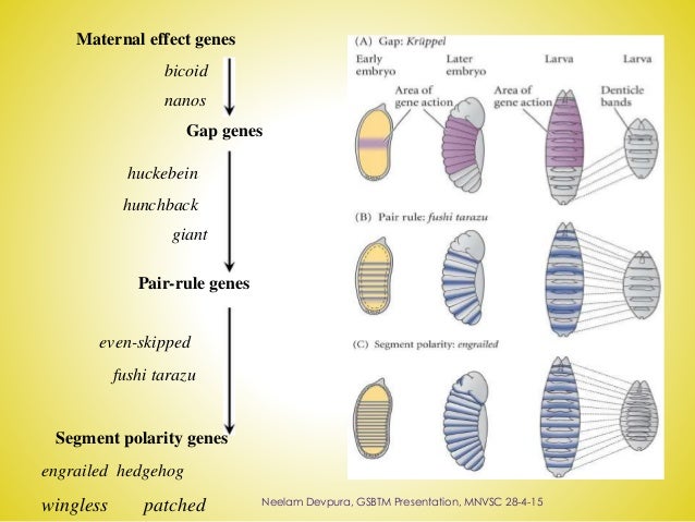 Drosophila lecture