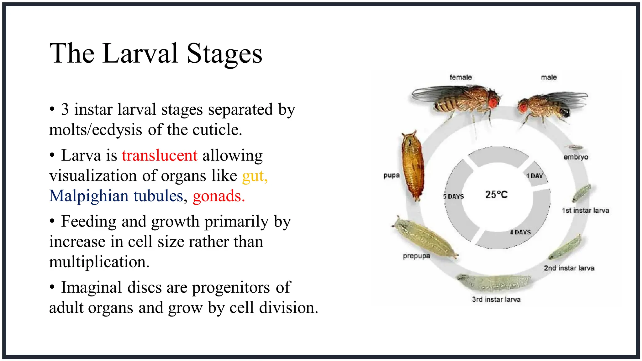 Drosophila Life Cycle and culturing technique.pdf