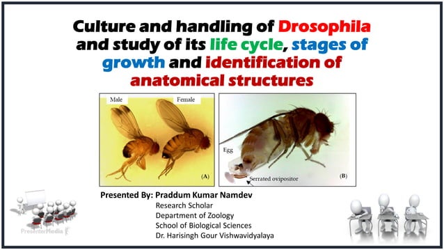 Drosophila Life Cycle and culturing technique.pdf