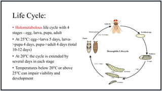 Drosophila Life Cycle and culturing technique.pdf